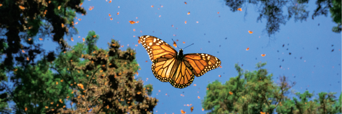 Nat Geo Live: Chasing Monarchs | BroadStage